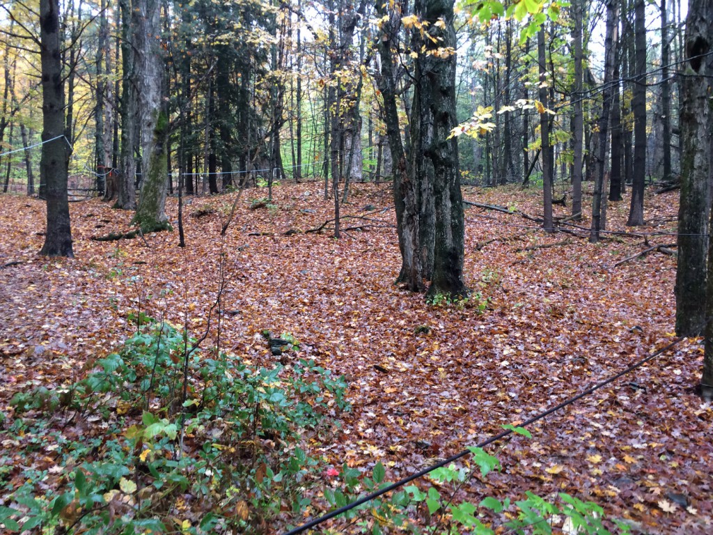 Maple Syrup-ery – Here and Abroad